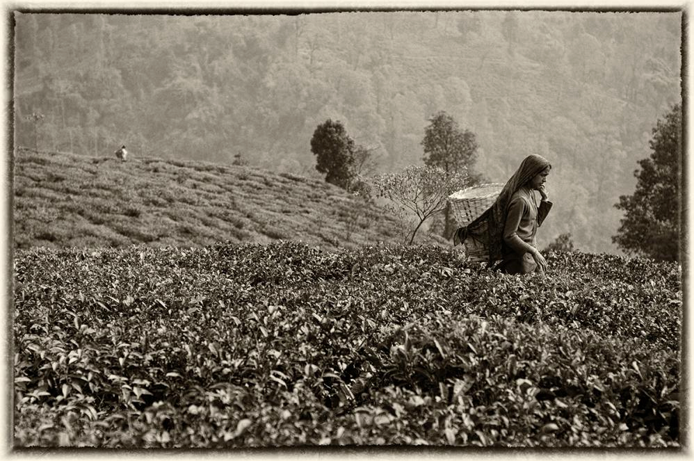 Susan Kessler, de la serie «Darjeeling Tea Estate» | Oscar en Fotos