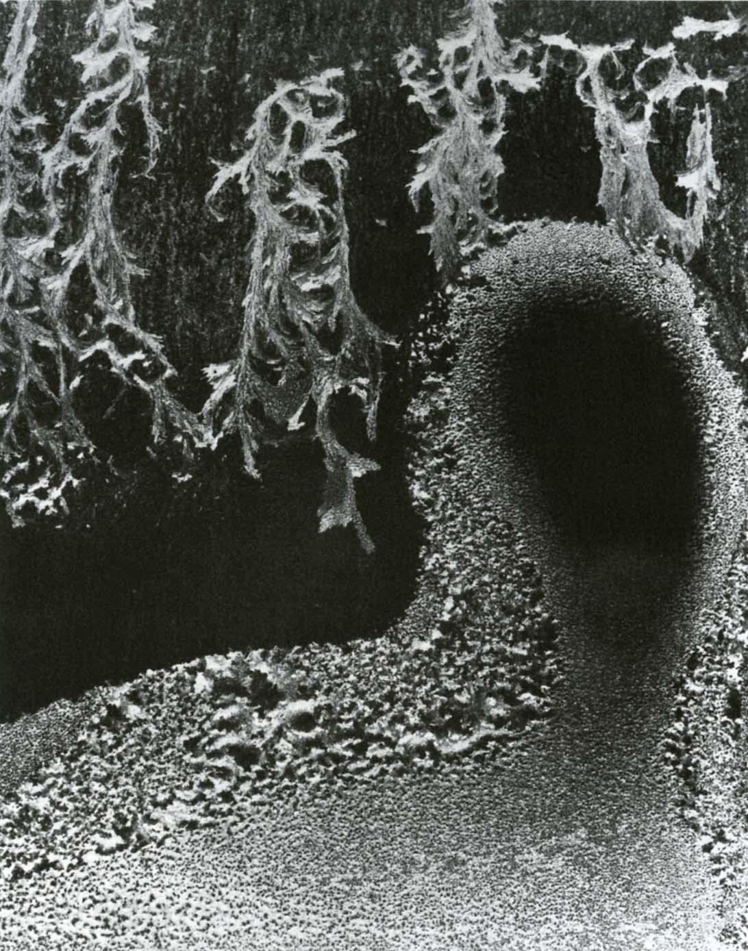 Galería: Minor White | Oscar en Fotos