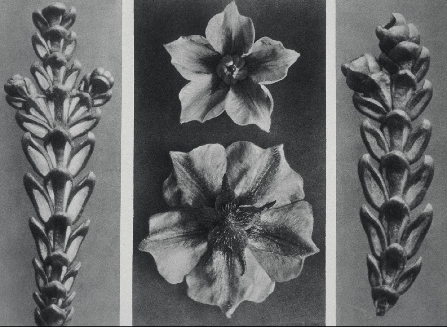 Galería: Karl Blossfeldt | Oscar en Fotos