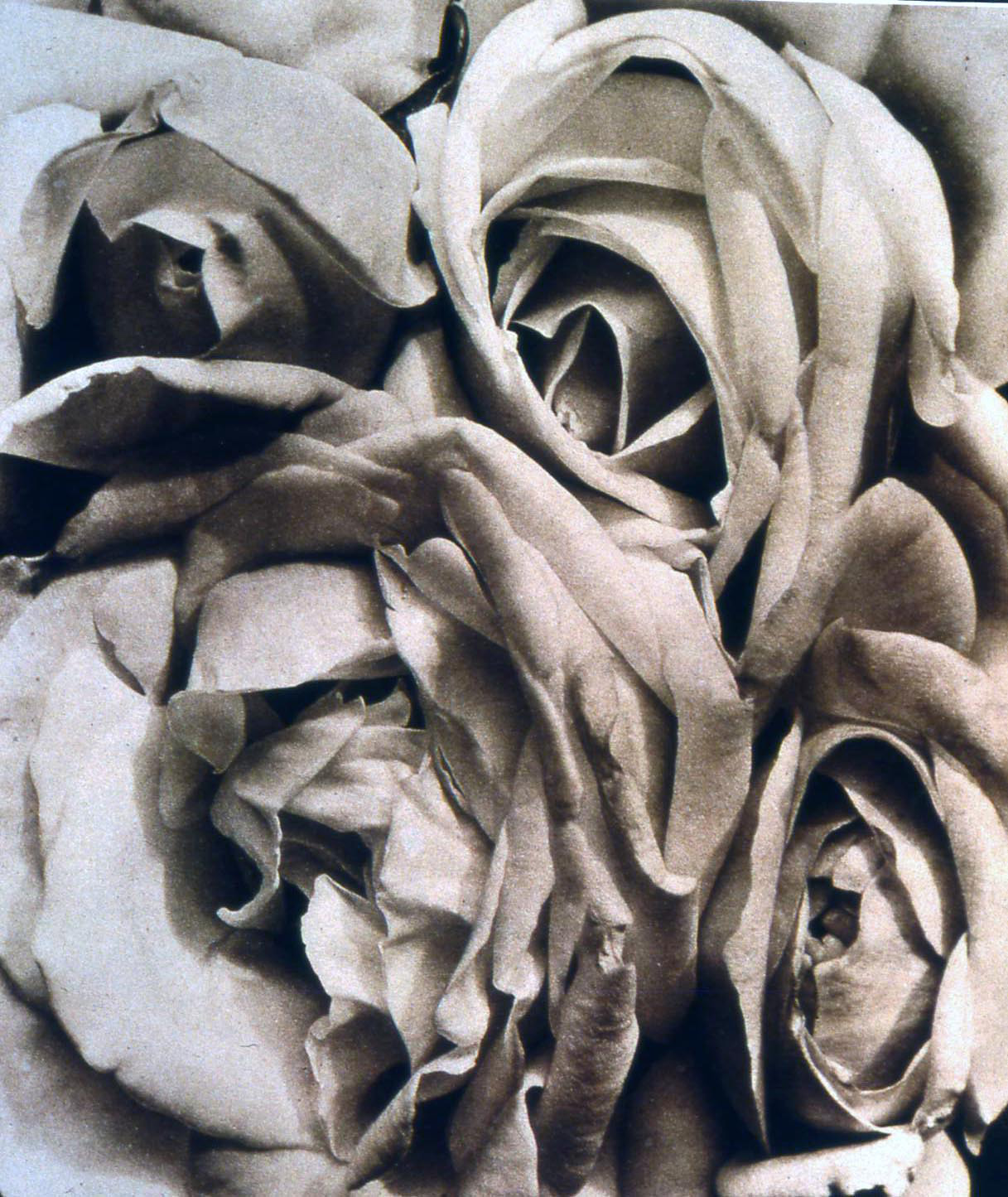 Tina_Modotti_19 | Oscar en Fotos