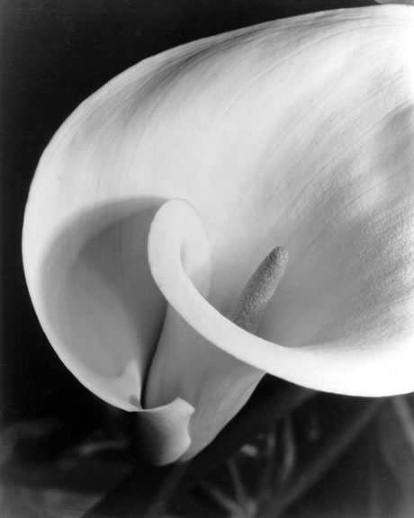 imogen_cunningham_calla-about-1925 | Oscar en Fotos