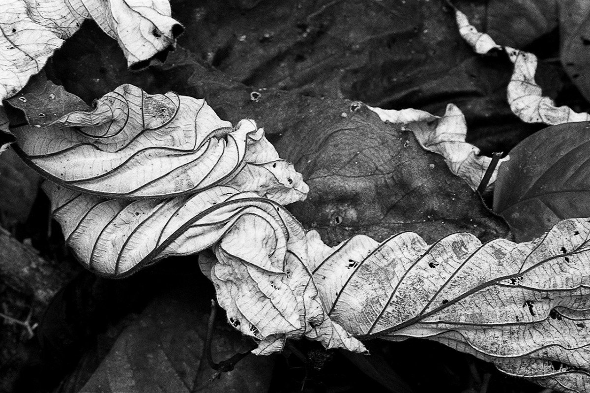 Imogen_cunningham_plantas_10 | Oscar en Fotos